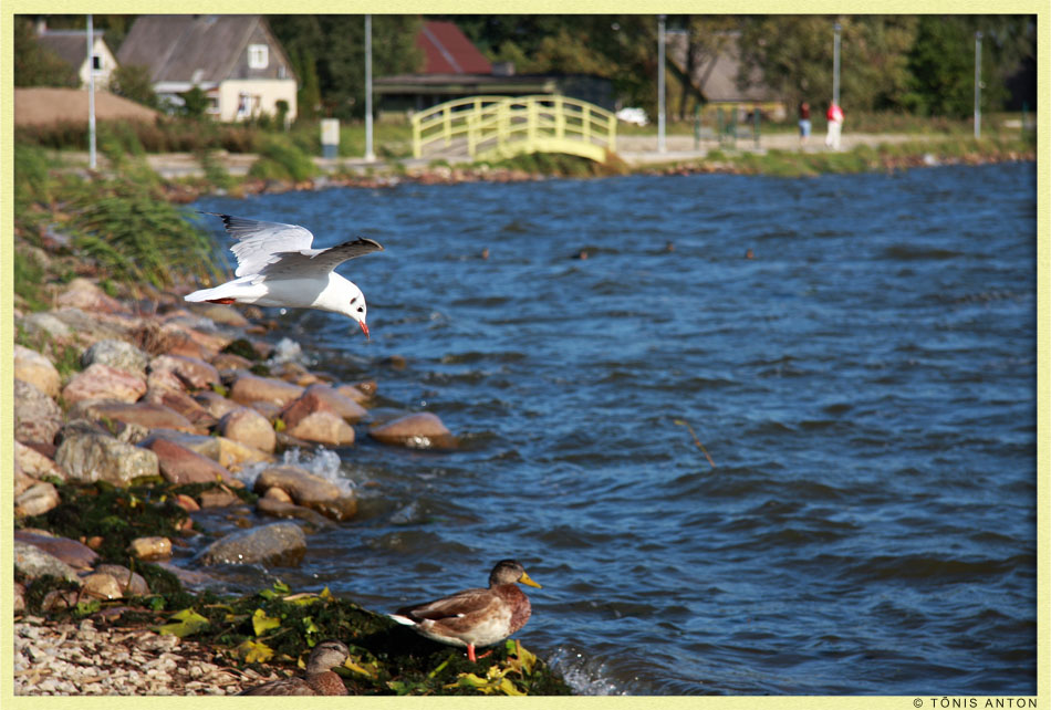 Lake Tamula, Võru #2 – Tõnis Anton Photography
